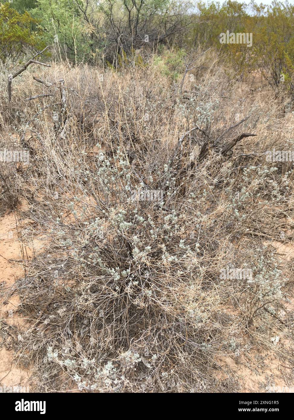mariola (Parthenium incanum) Plantae Stock Photo - Alamy