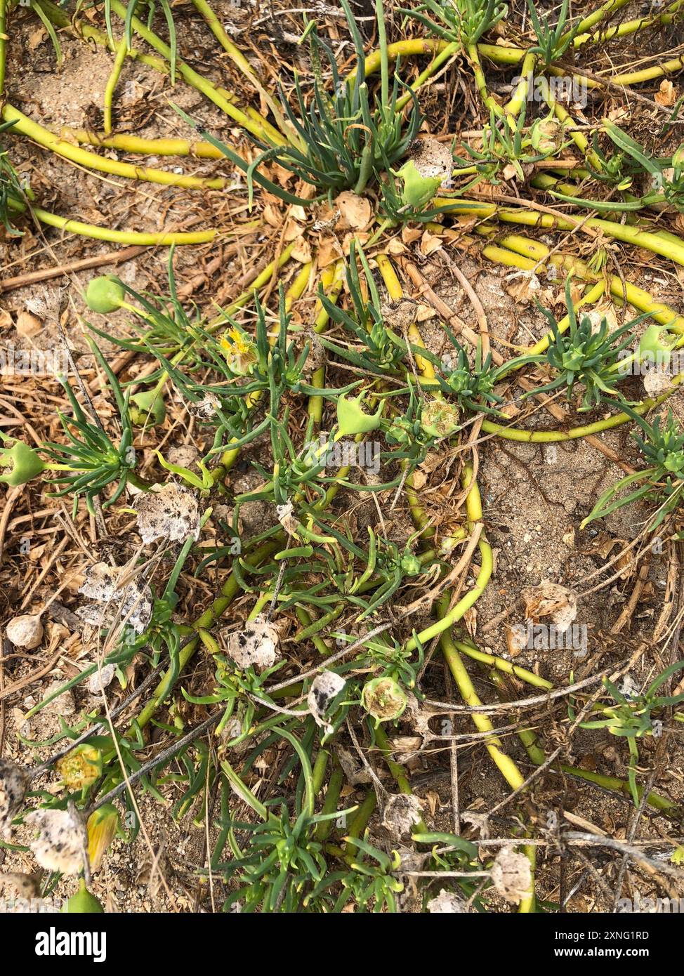 Pig's-root (Conicosia pugioniformis) Plantae Stock Photo - Alamy