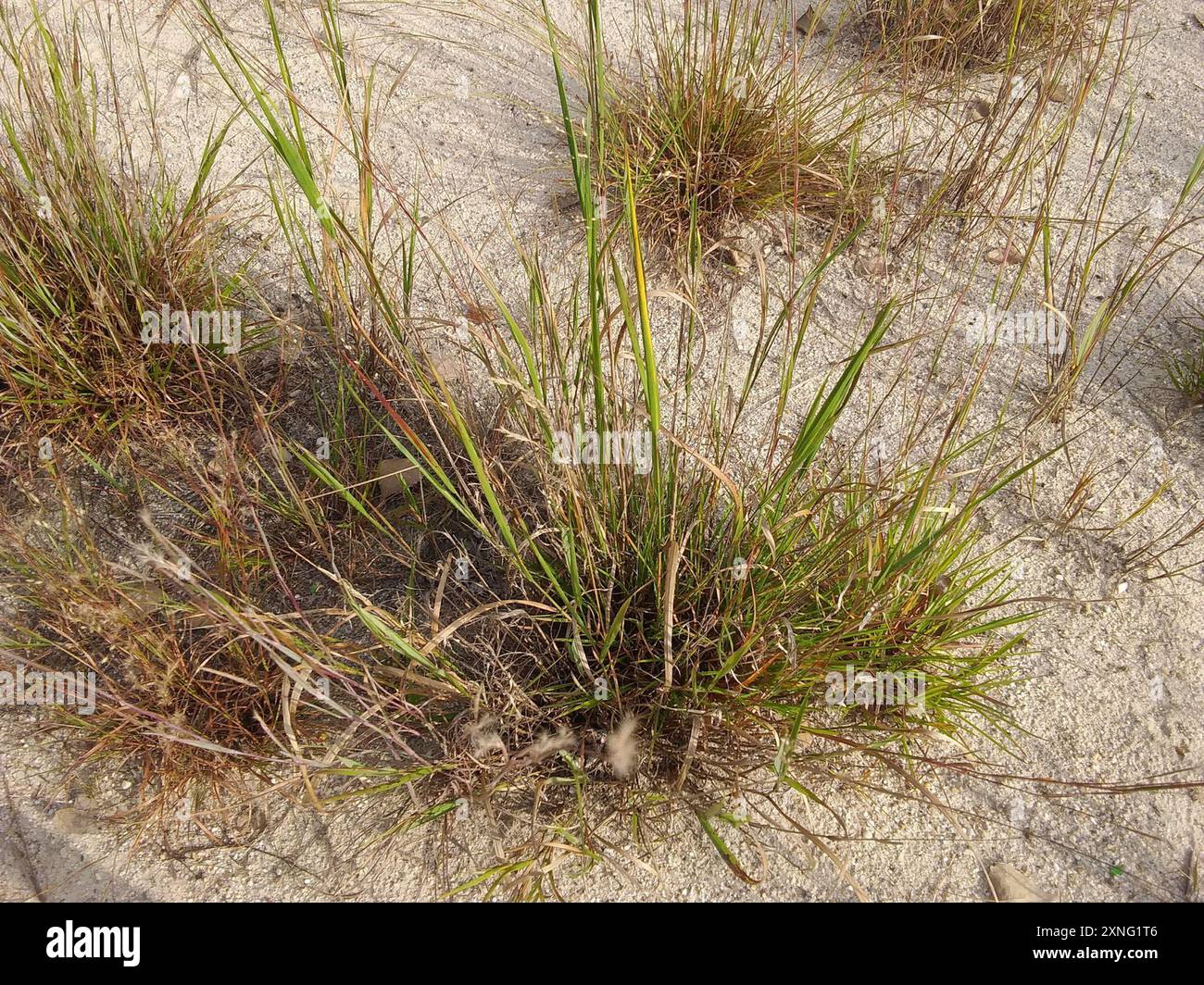 grasses (Poaceae) Plantae Stock Photo - Alamy