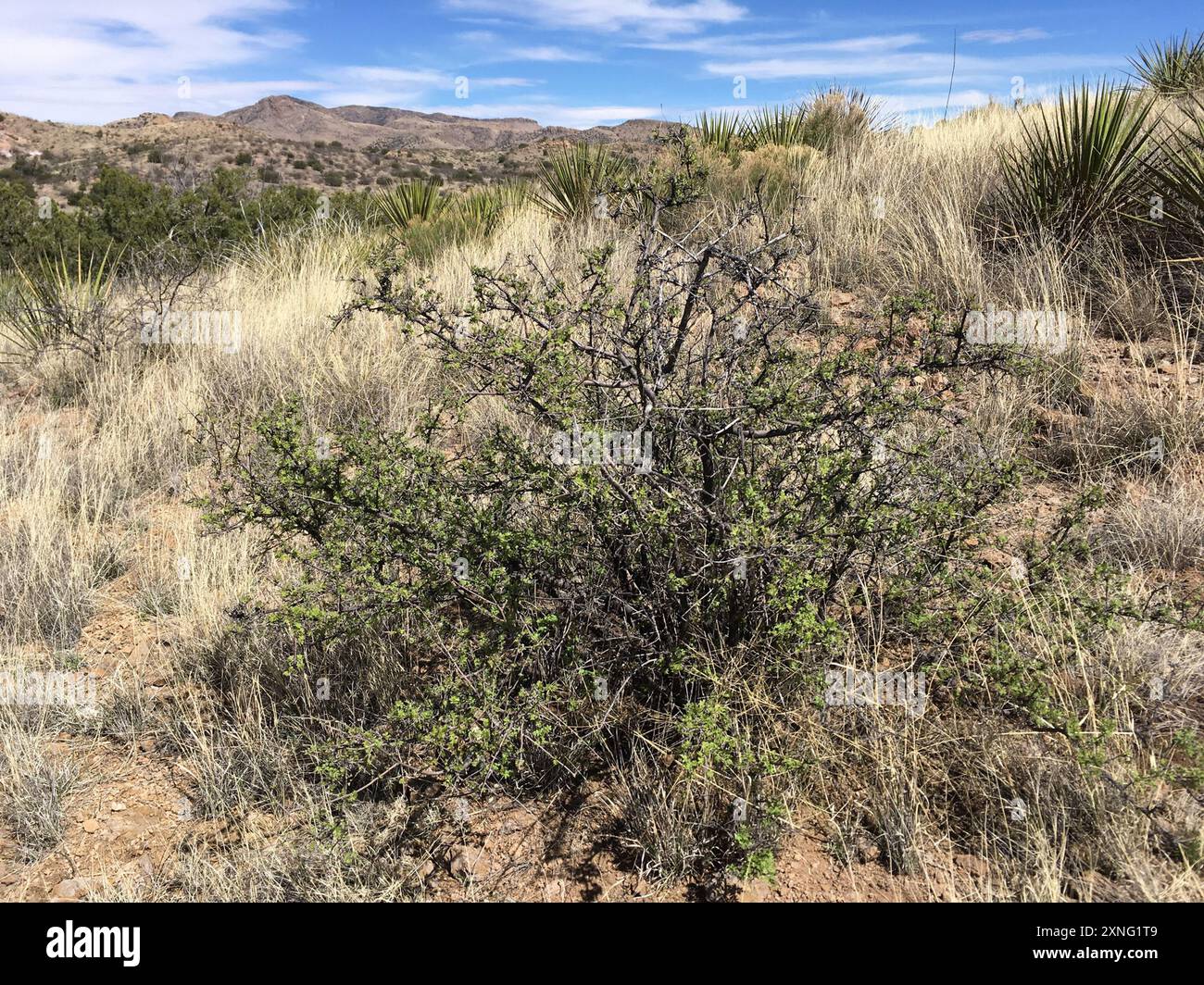 little leaf sumac (Rhus microphylla) Plantae Stock Photo - Alamy