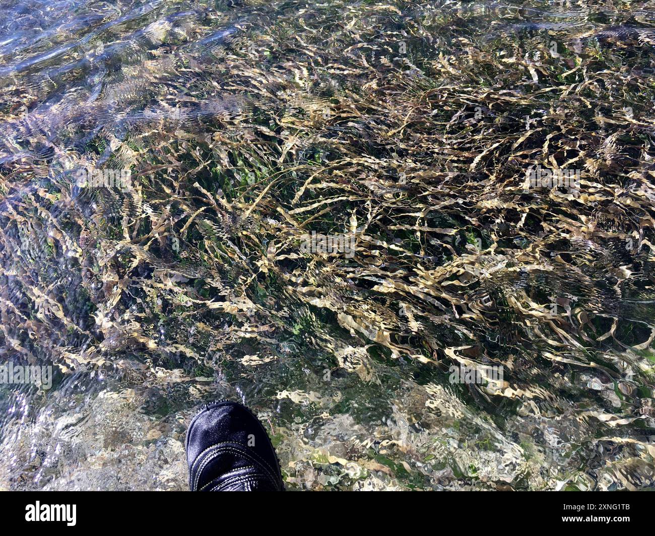 Turtle Grass (Thalassia testudinum) Plantae Stock Photo - Alamy