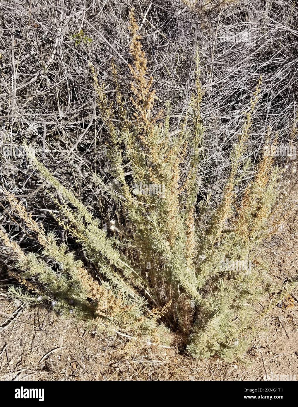 California sagebrush (Artemisia californica) Plantae Stock Photo - Alamy