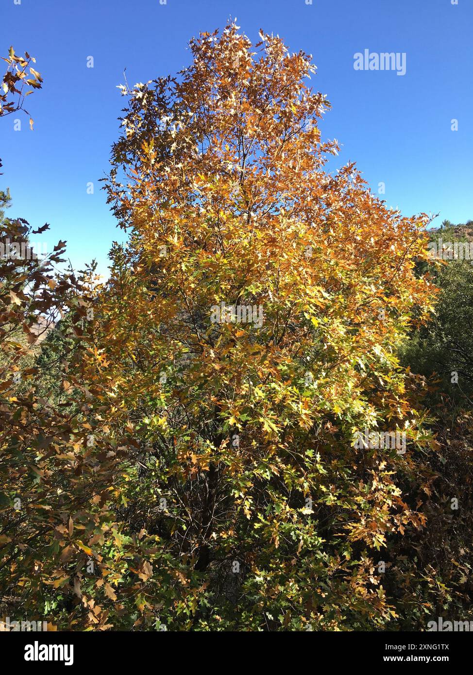Chisos Red Oak (Quercus gravesii) Plantae Stock Photo - Alamy