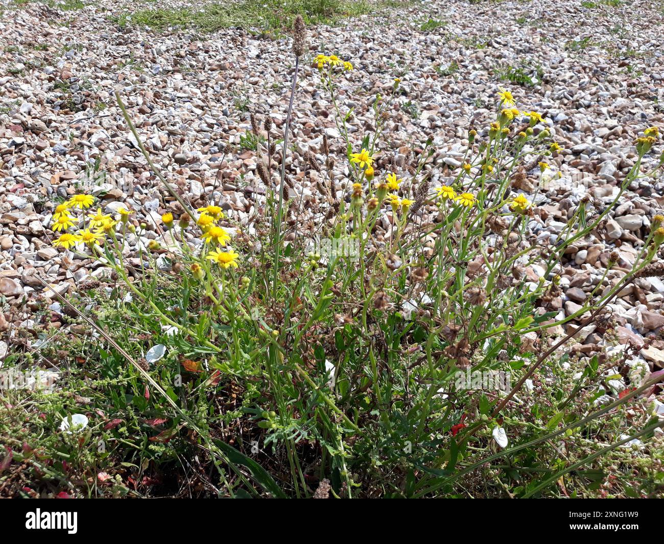 Hoary Ragwort (Jacobaea erucifolia) Plantae Stock Photo - Alamy