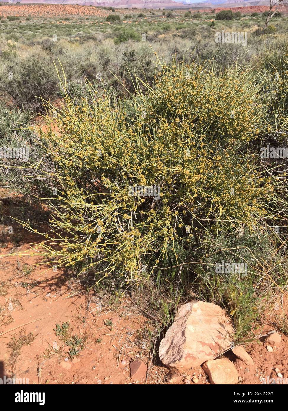 rough jointfir (Ephedra aspera) Plantae Stock Photo - Alamy