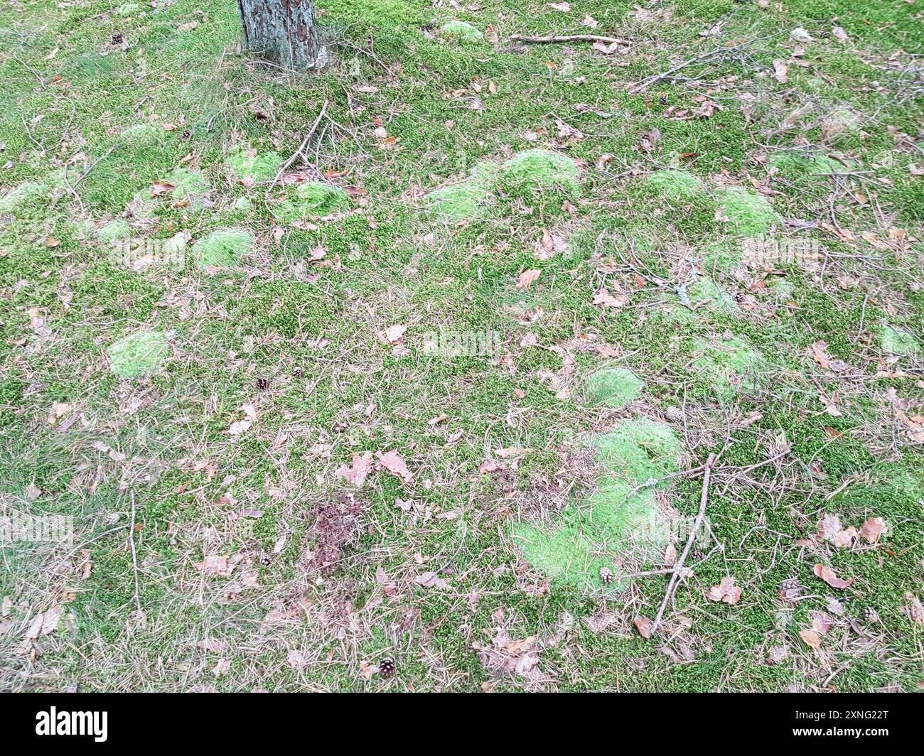 Pincushion Moss (Leucobryum glaucum) Plantae Stock Photo - Alamy