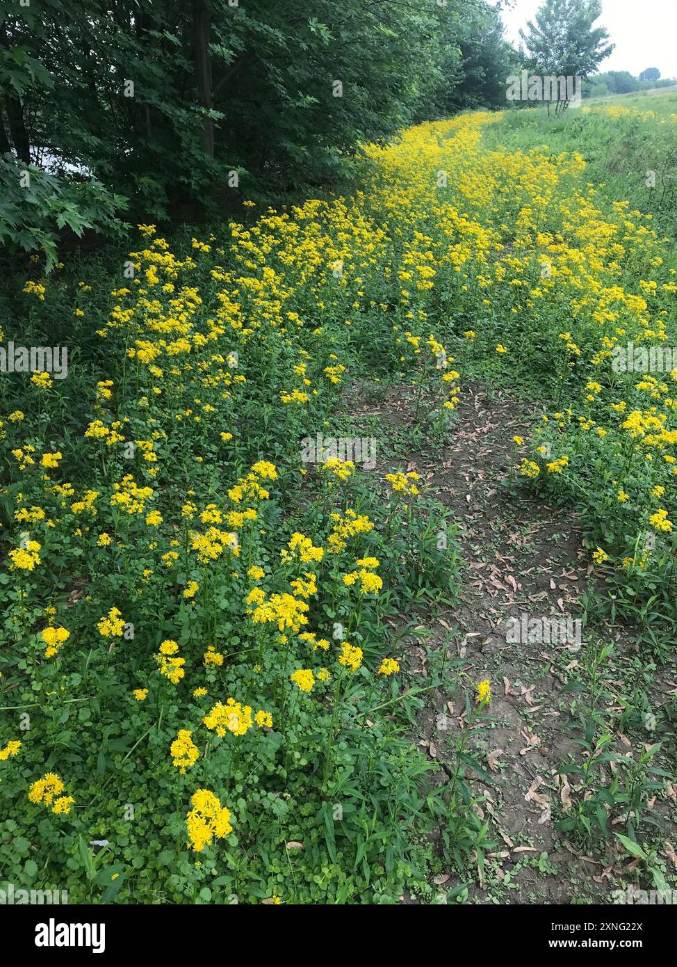 Butterweed (Packera glabella) Plantae Stock Photo - Alamy
