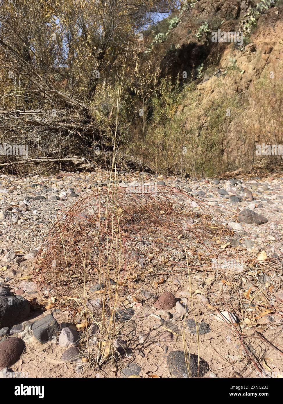 Spike Dropseed (Sporobolus contractus) Plantae Stock Photo - Alamy