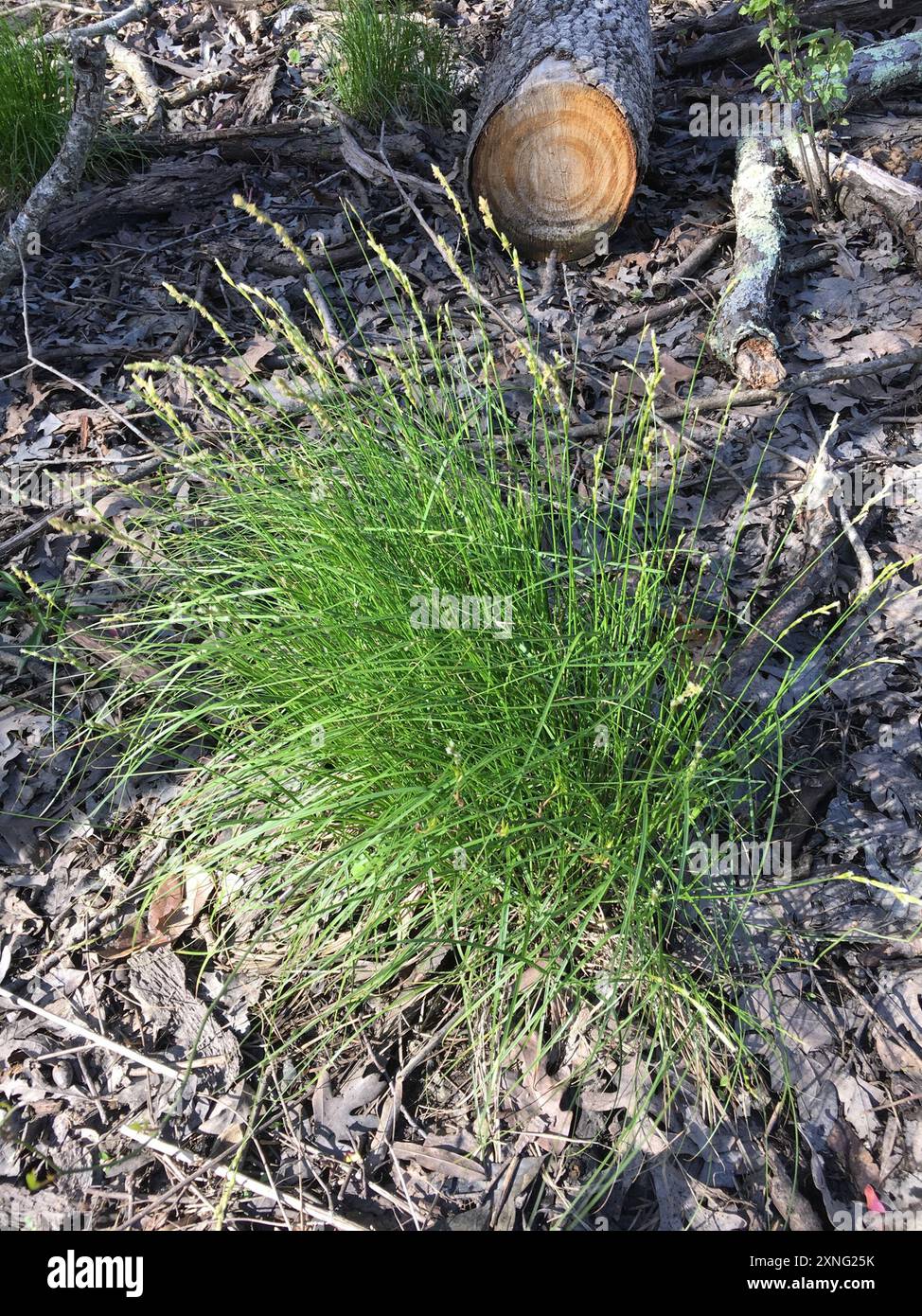 true sedges (Carex) Plantae Stock Photo - Alamy