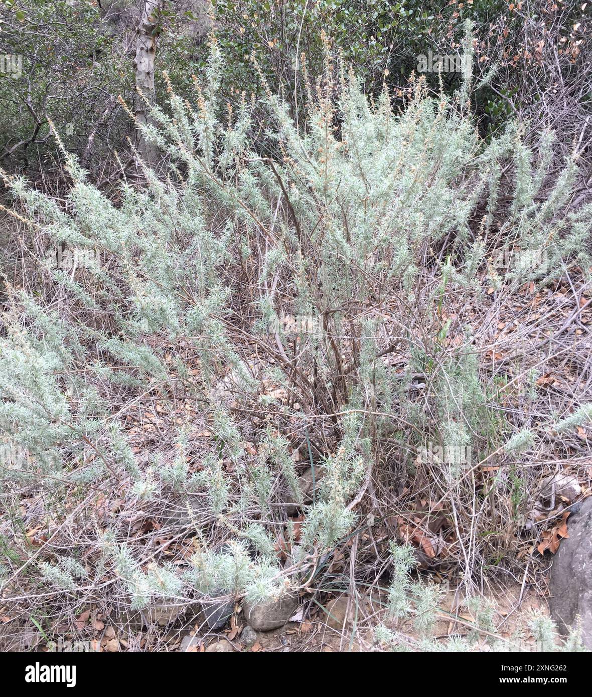 California sagebrush (Artemisia californica) Plantae Stock Photo - Alamy