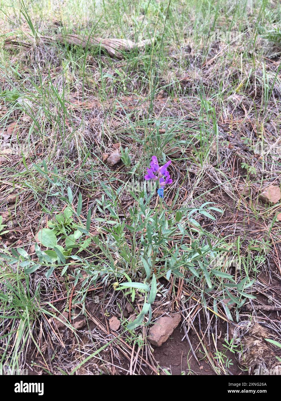 Lambert's Locoweed (Oxytropis lambertii) Plantae Stock Photo - Alamy