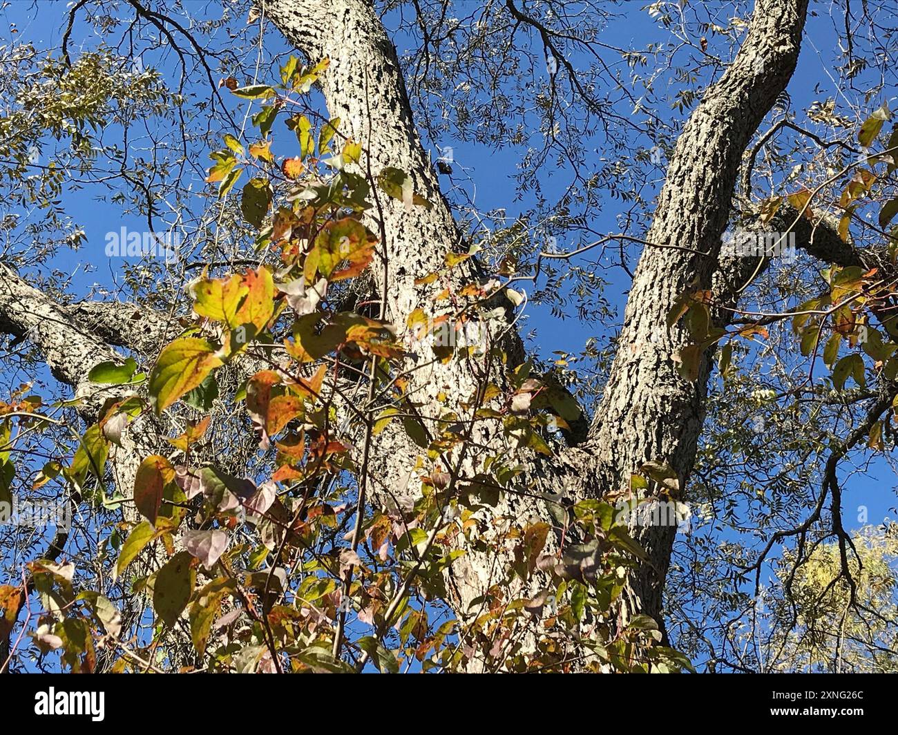 pecan (Carya illinoinensis) Plantae Stock Photo - Alamy