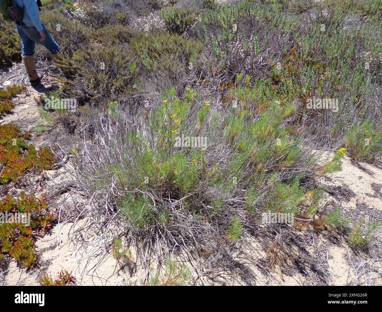 Blochman's ragwort (Senecio blochmaniae) Plantae Stock Photo - Alamy