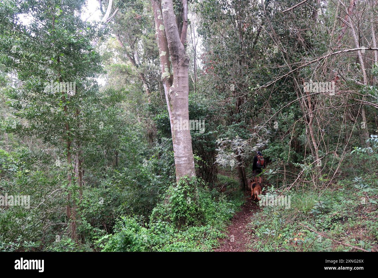 Cape beech (Rapanea melanophloeos) Plantae Stock Photo - Alamy