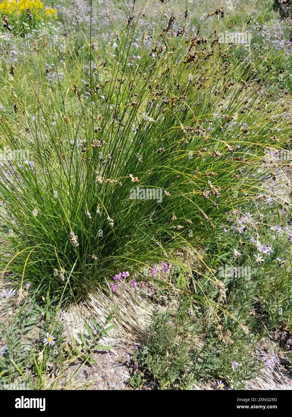 sedges (Cyperaceae) Plantae Stock Photo - Alamy