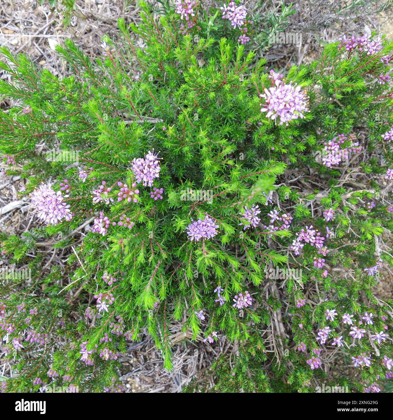 Common Buchu (Agathosma serpyllacea) Plantae Stock Photo - Alamy