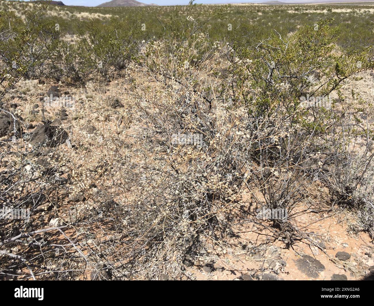 mariola (Parthenium incanum) Plantae Stock Photo - Alamy