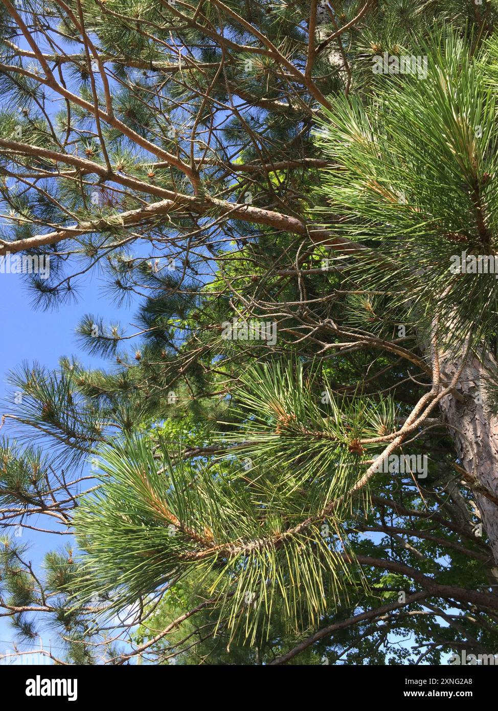 red pine (Pinus resinosa) Plantae Stock Photo - Alamy