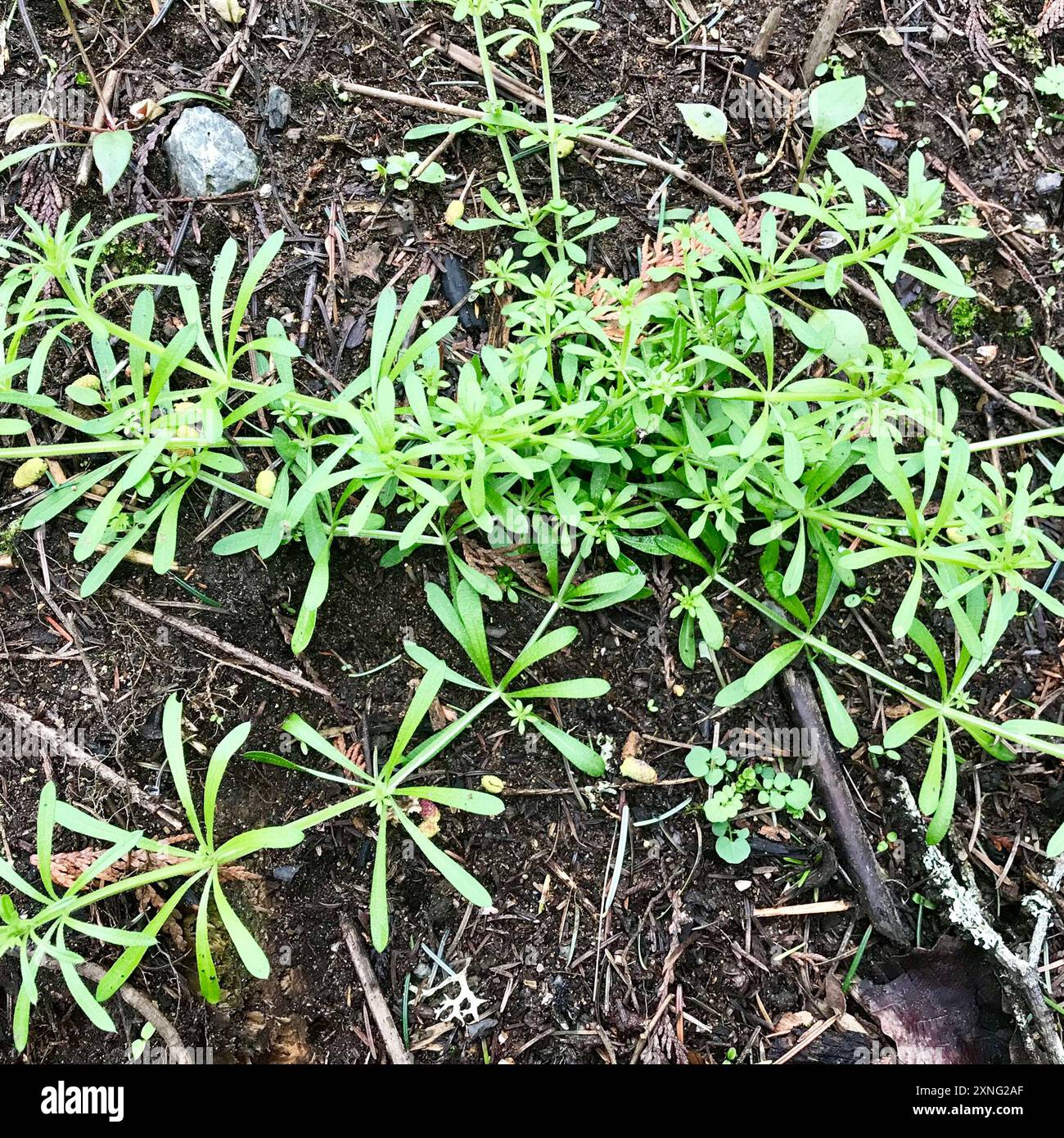 catchweed bedstraw (Galium aparine) Plantae Stock Photo - Alamy