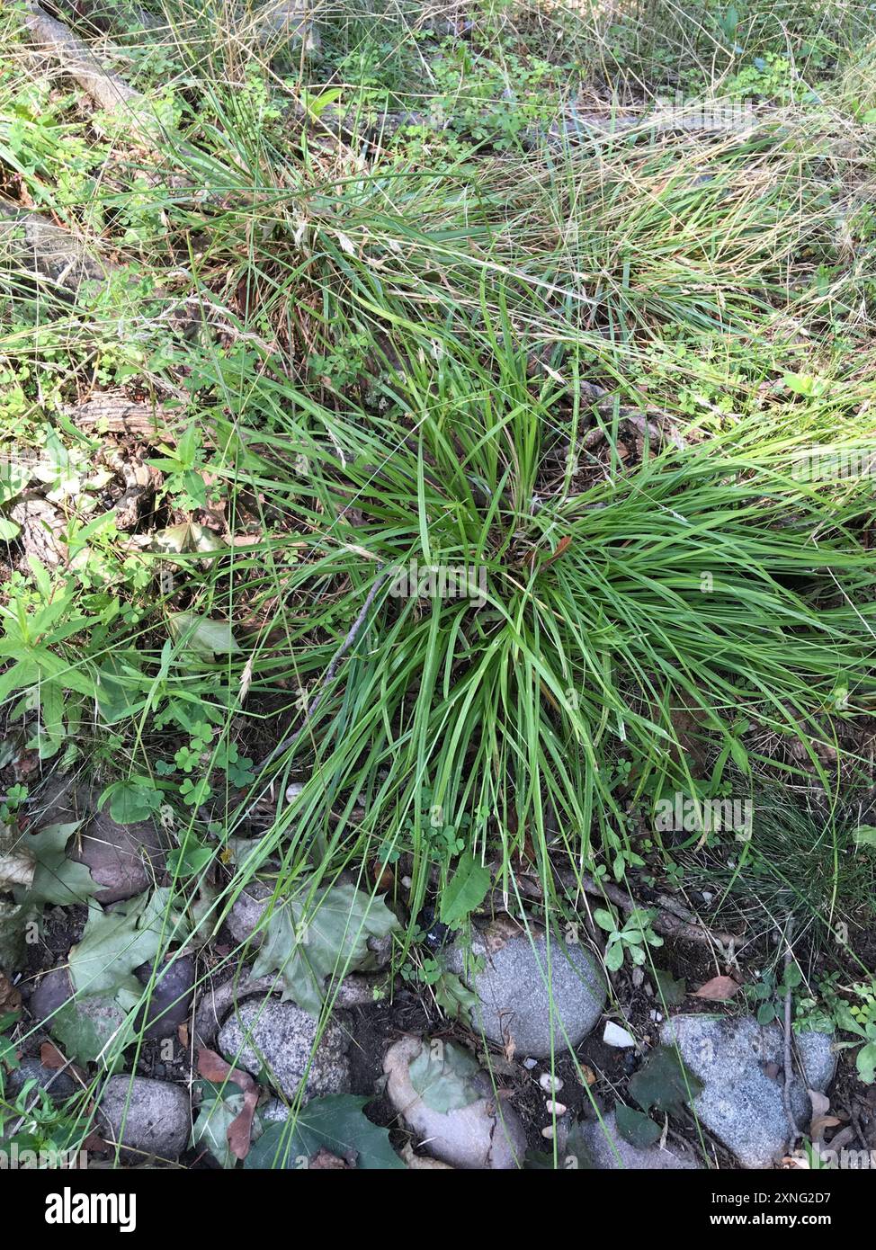 oval-headed sedge (Carex cephalophora) Plantae Stock Photo - Alamy