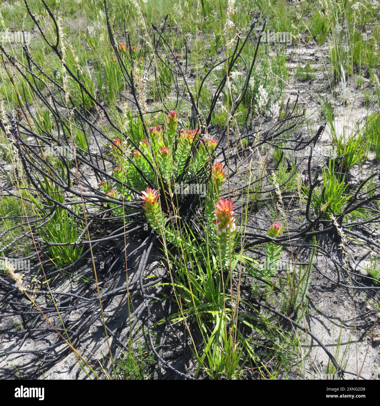 Common Pagoda (Mimetes cucullatus) Plantae Stock Photo - Alamy