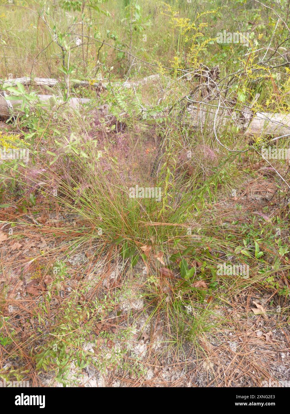Hairawn Muhly (Muhlenbergia capillaris) Plantae Stock Photo - Alamy