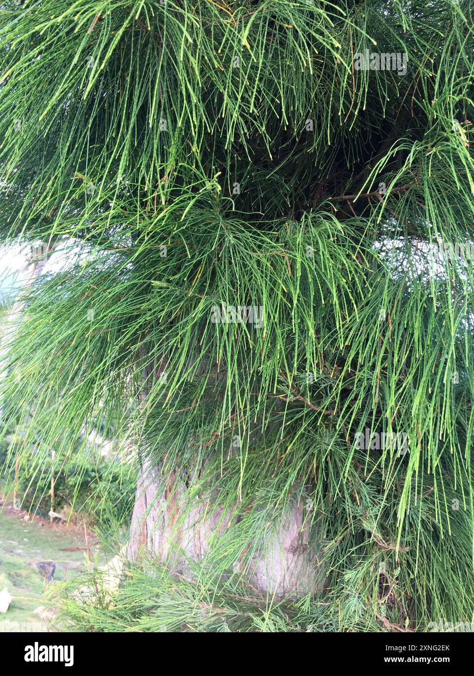 Beach Sheoak (Casuarina equisetifolia) Plantae Stock Photo - Alamy
