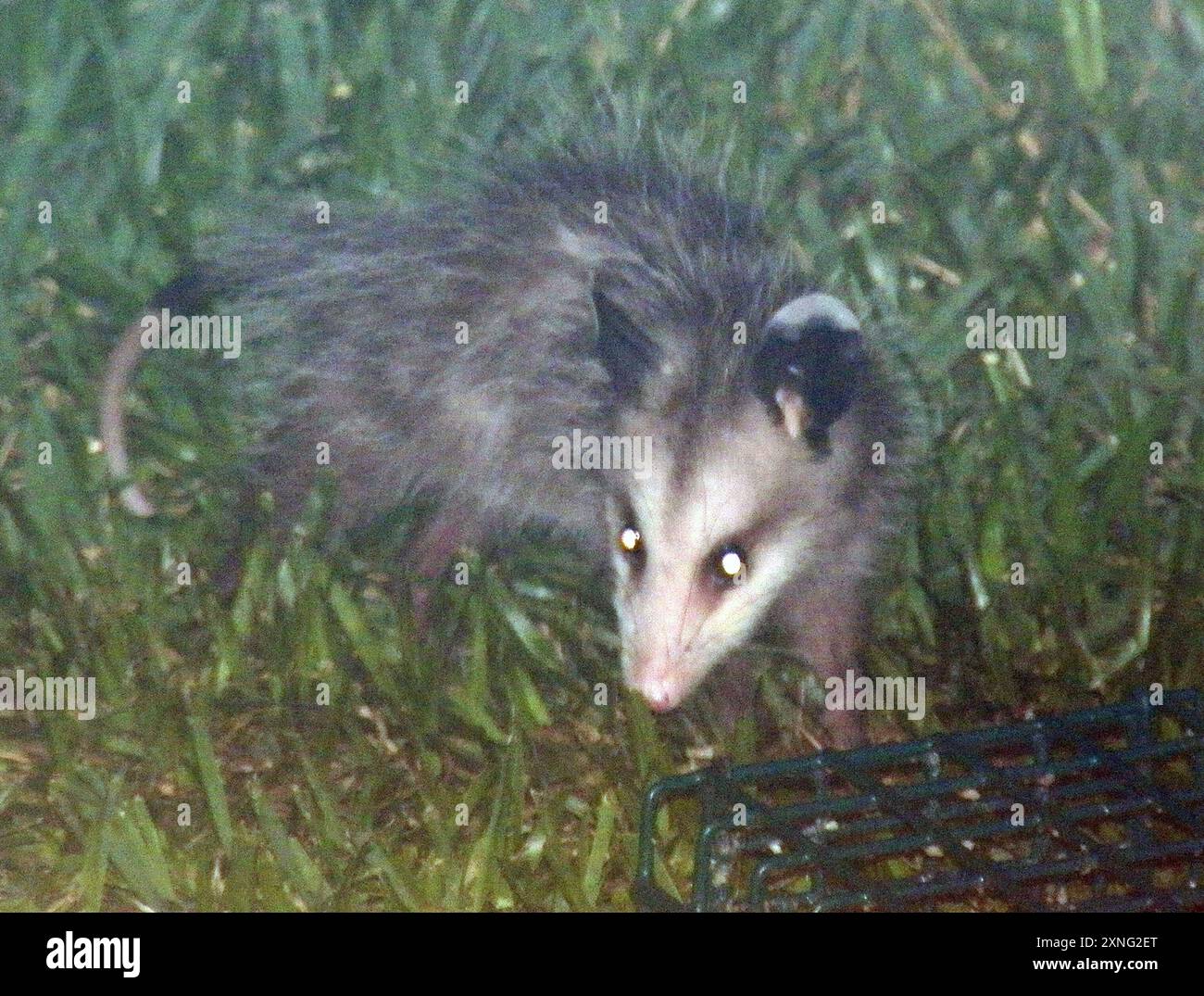 Virginia Opossum (Didelphis virginiana) Mammalia Stock Photo - Alamy