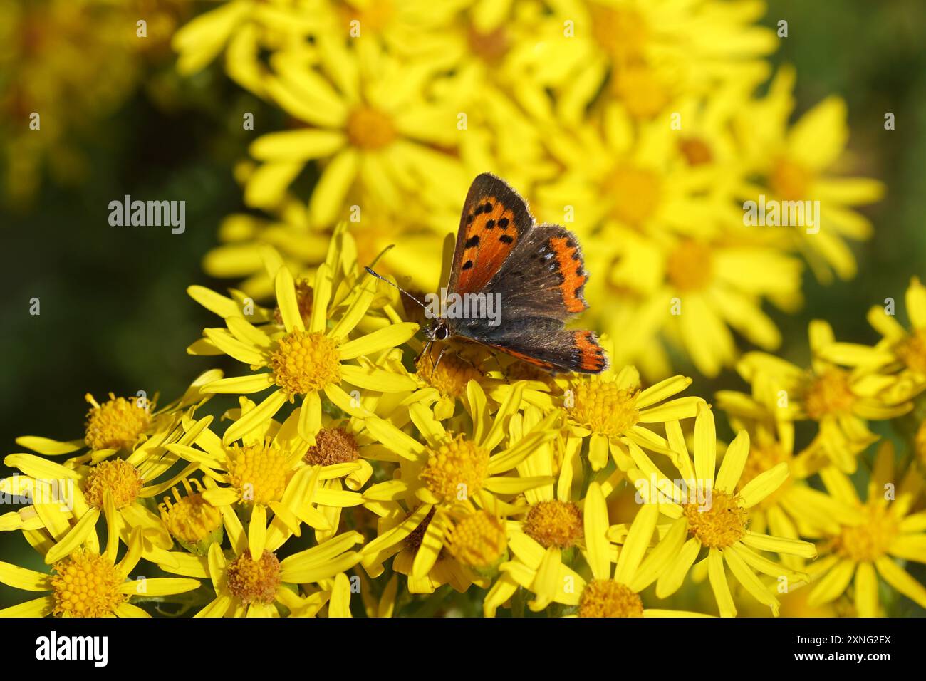 Small copper, American copper or common copper (Lycaena phlaeas ...