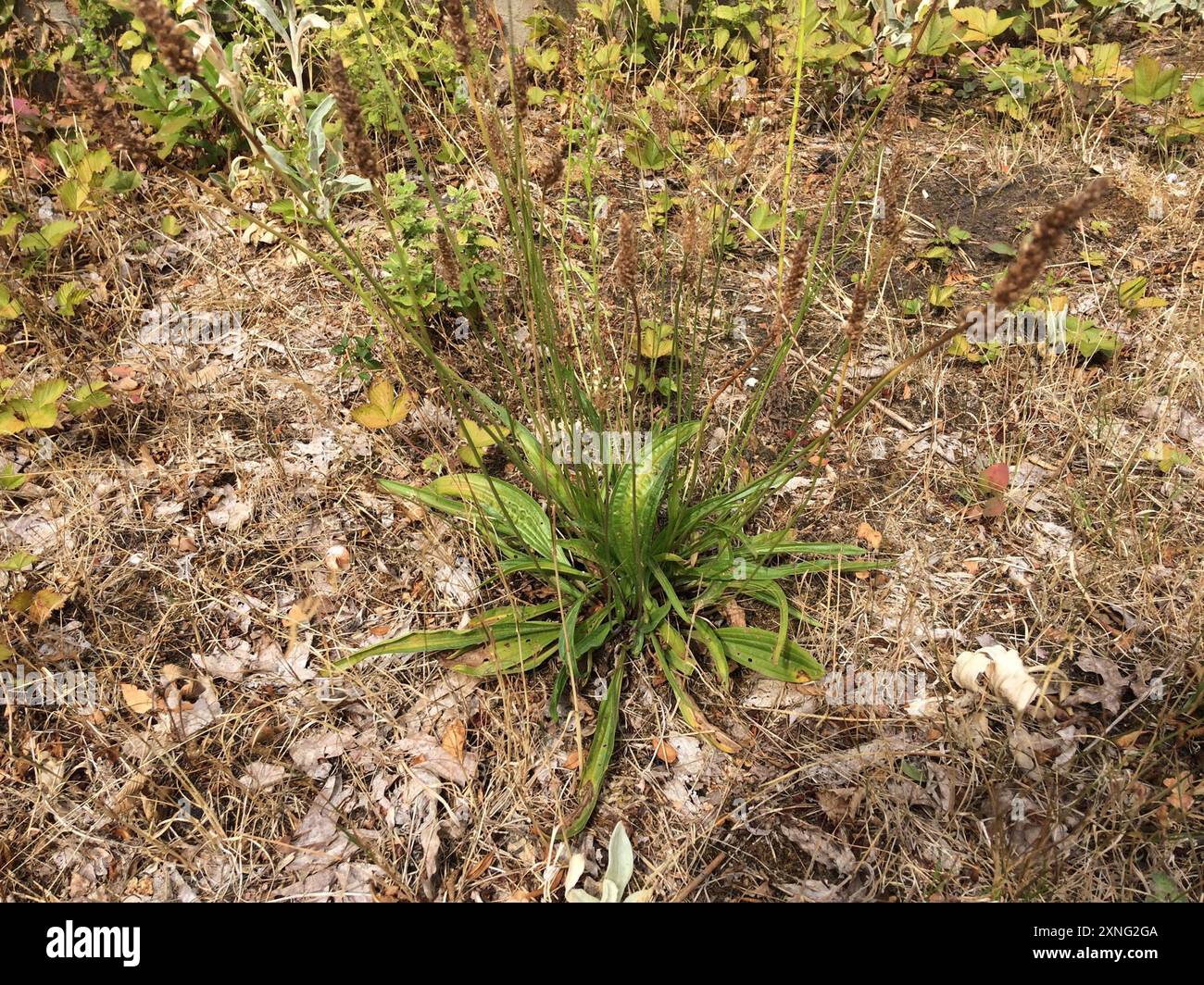 ribwort plantain (Plantago lanceolata) Plantae Stock Photo - Alamy