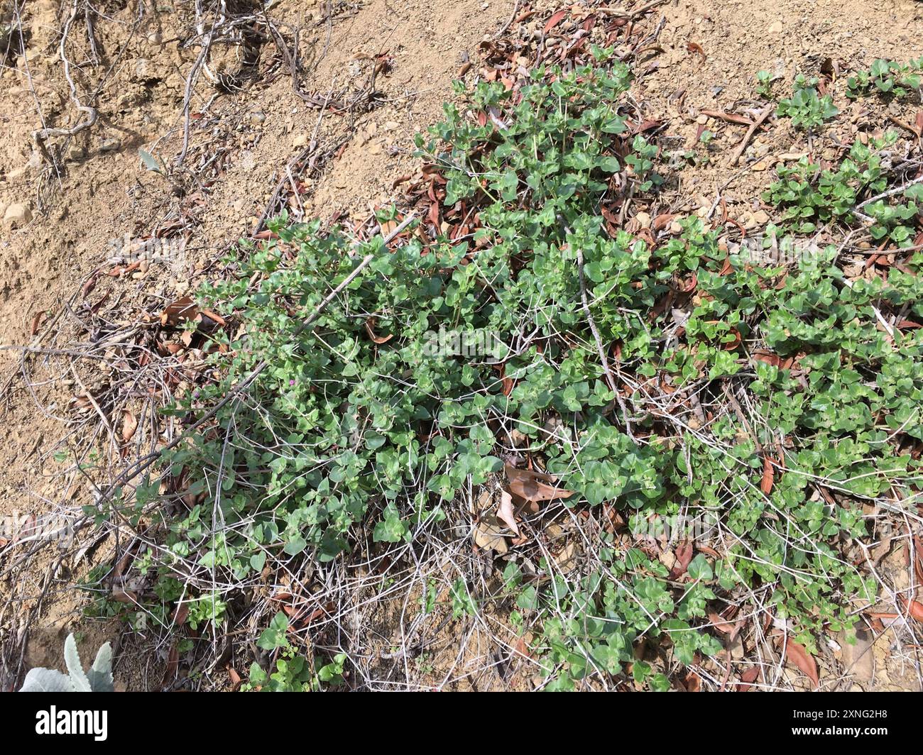 Wishbone Bush (Mirabilis laevis) Plantae Stock Photo - Alamy
