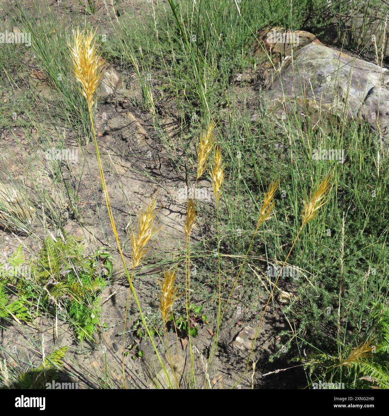 grasses (Poaceae) Plantae Stock Photo - Alamy