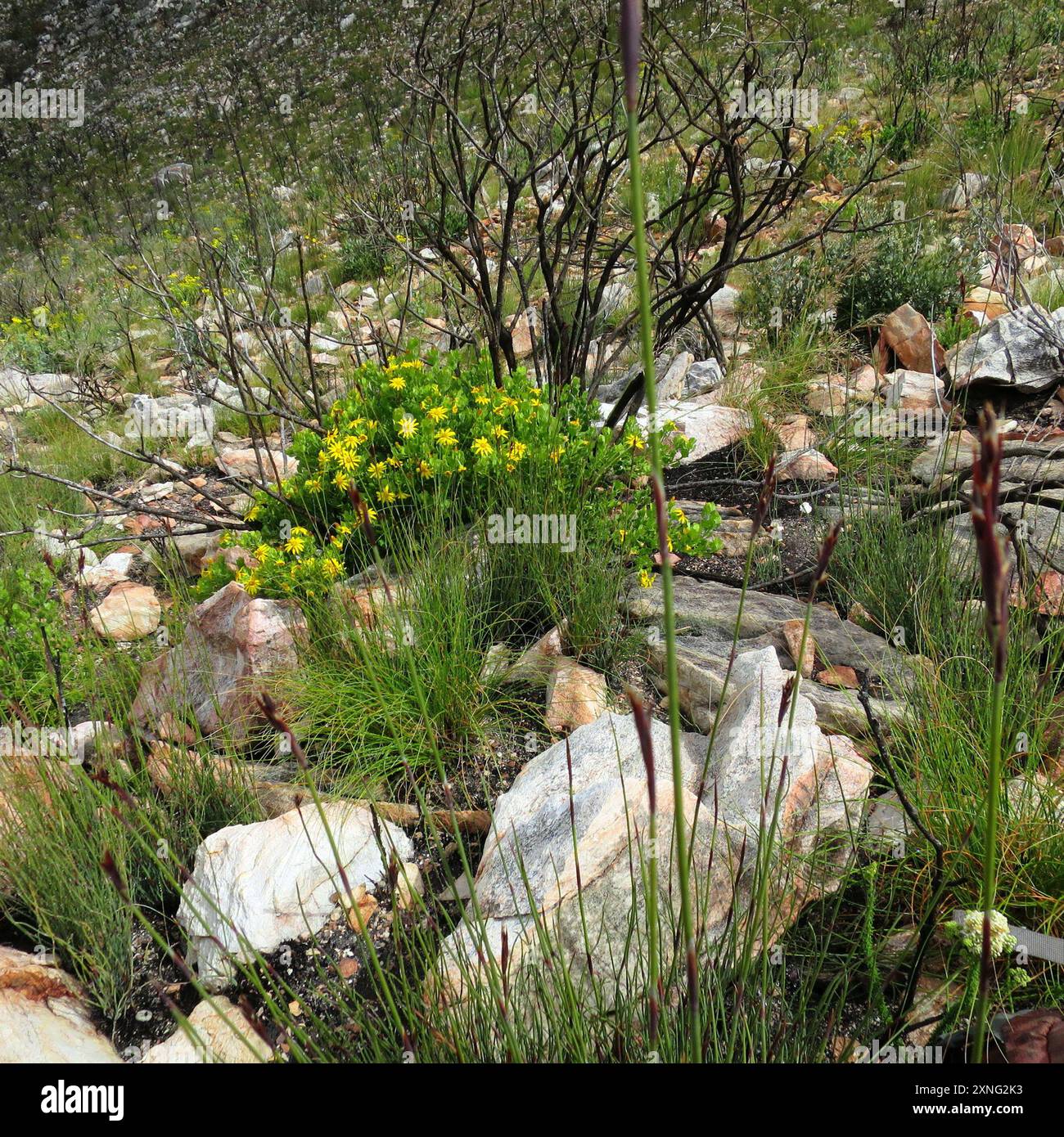 Bietou (Osteospermum moniliferum) Plantae Stock Photo - Alamy