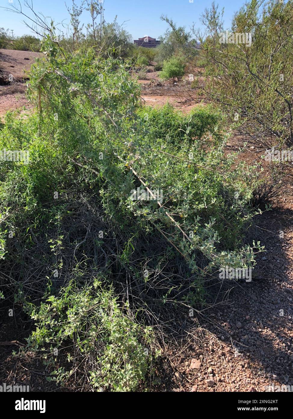desert lavender (Condea emoryi) Plantae Stock Photo - Alamy