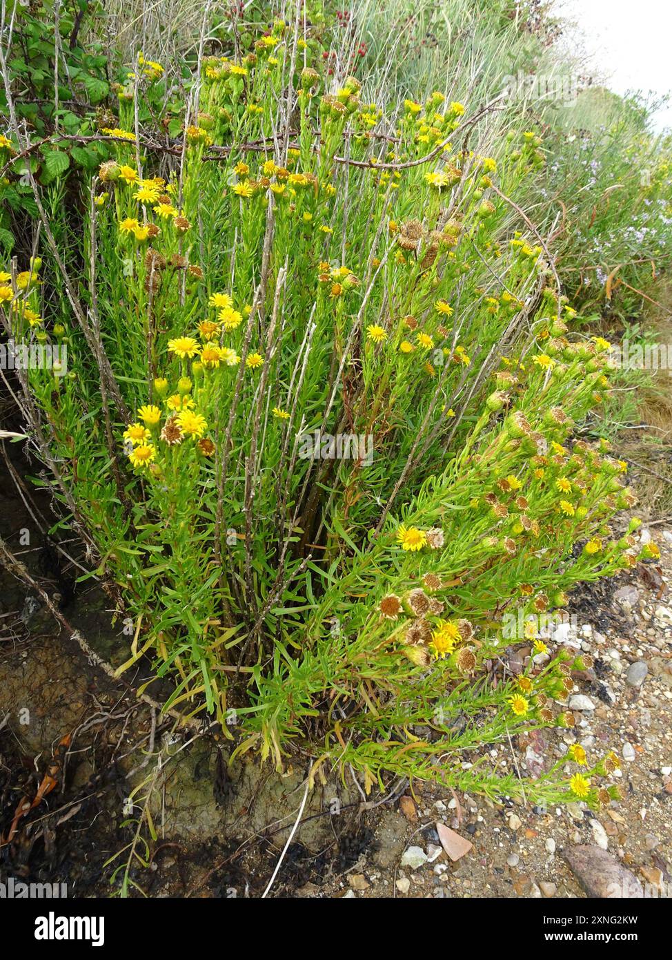 Golden Samphire (Limbarda crithmoides) Plantae Stock Photo - Alamy