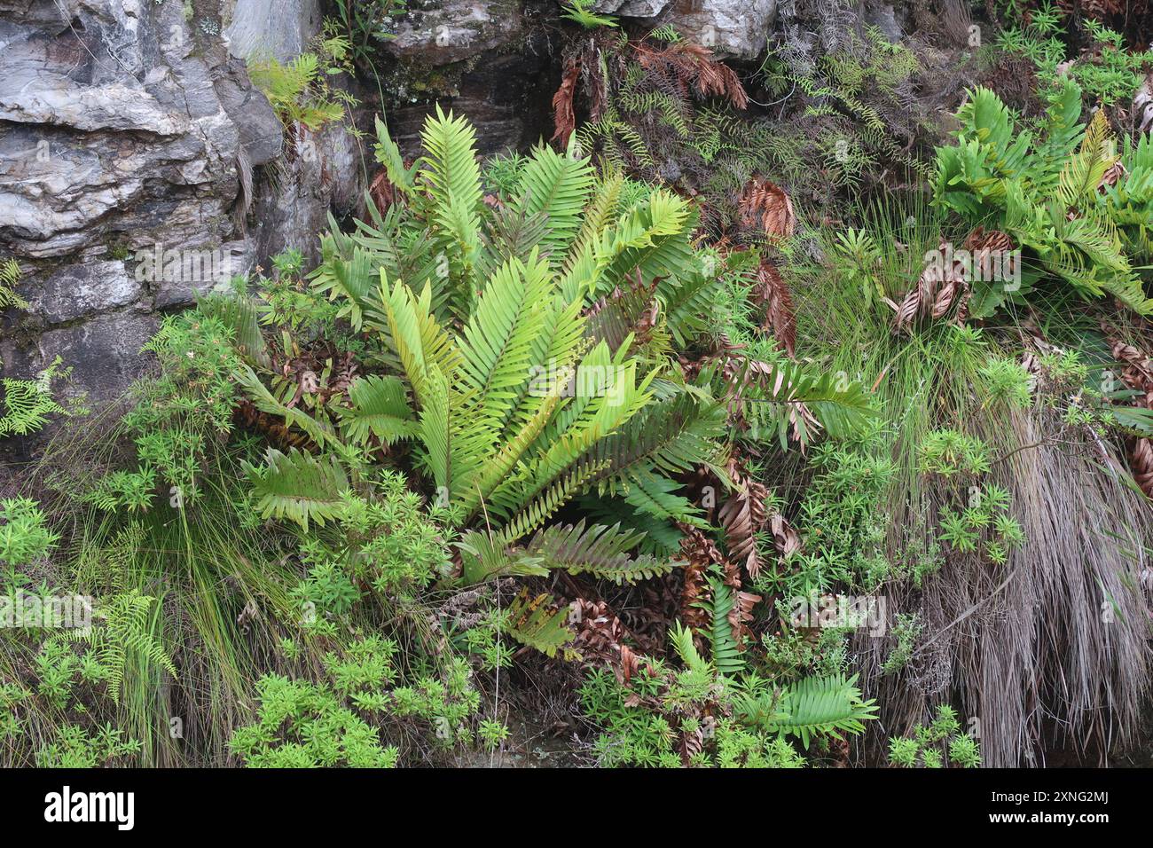 Leathery Hard Fern (Lomariocycas tabularis) Plantae Stock Photo - Alamy