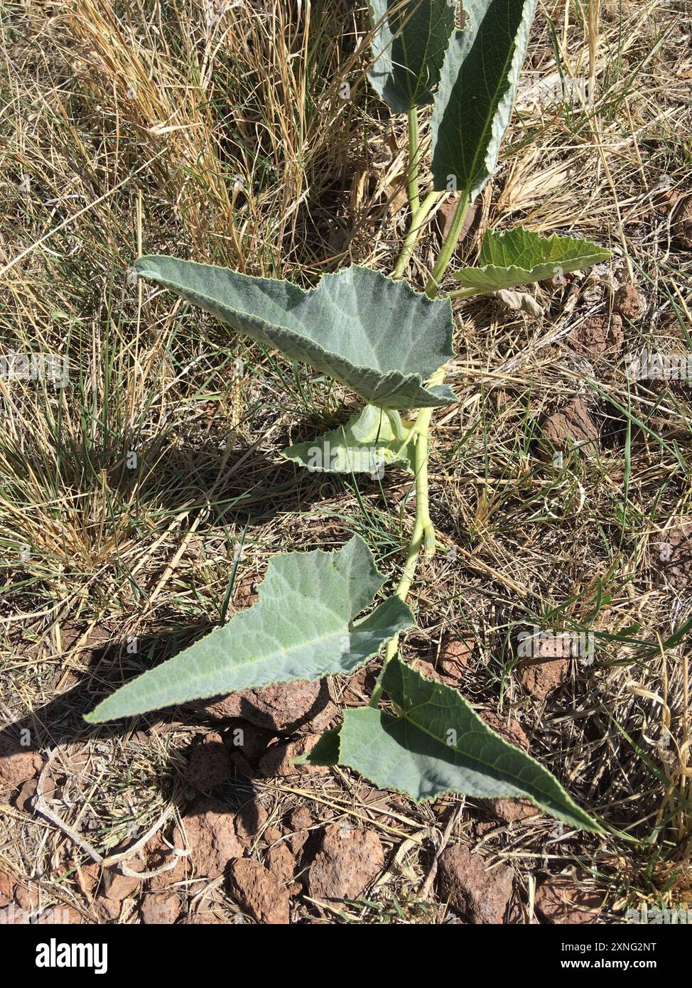Buffalo Gourd (Cucurbita foetidissima) Plantae Stock Photo - Alamy