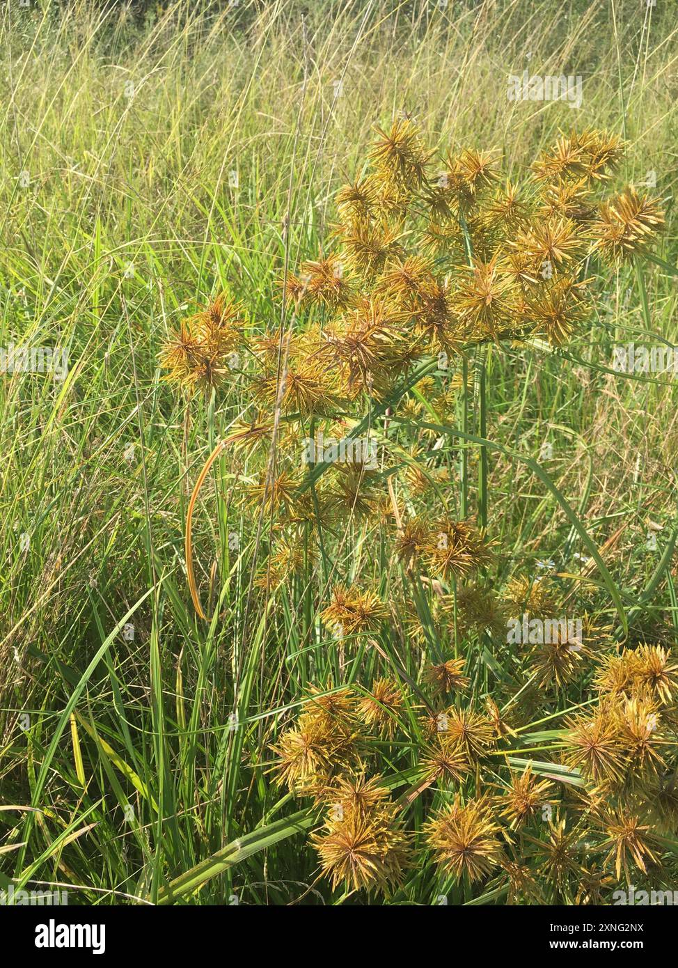 straw-colored flatsedge (Cyperus strigosus) Plantae Stock Photo - Alamy