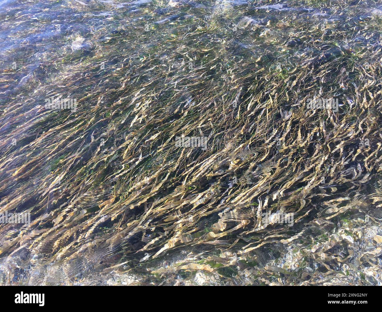 Turtle Grass (Thalassia testudinum) Plantae Stock Photo - Alamy