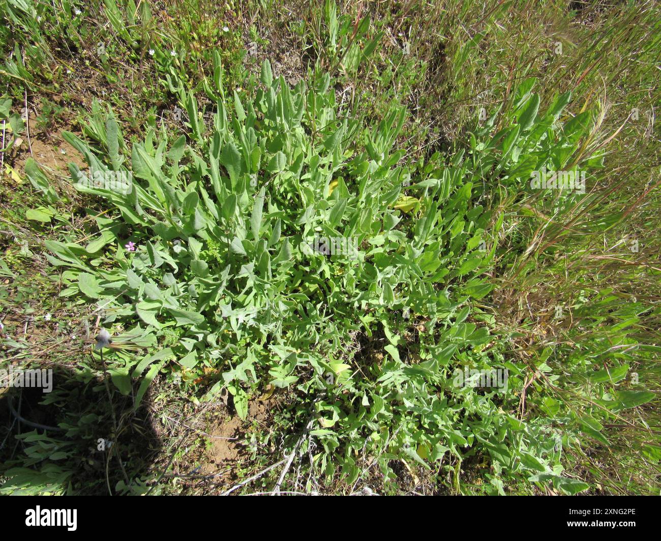 Yellow Star-Thistle (Centaurea solstitialis) Plantae Stock Photo - Alamy