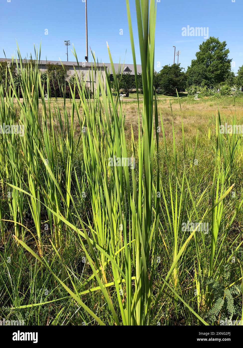 Cattails (Typha) Plantae Stock Photo - Alamy