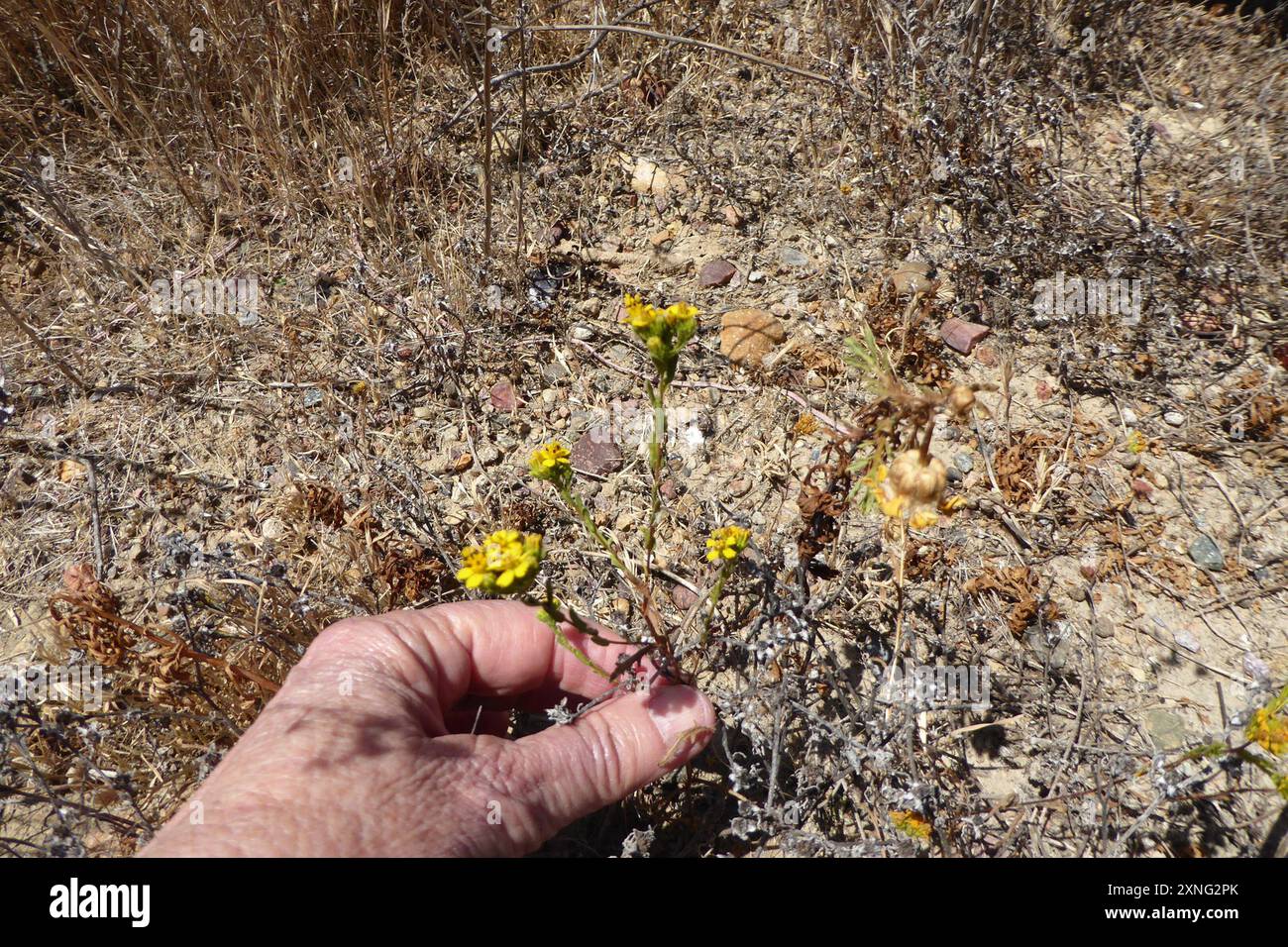 Clustered Tarweed (Deinandra fasciculata) Plantae Stock Photo - Alamy