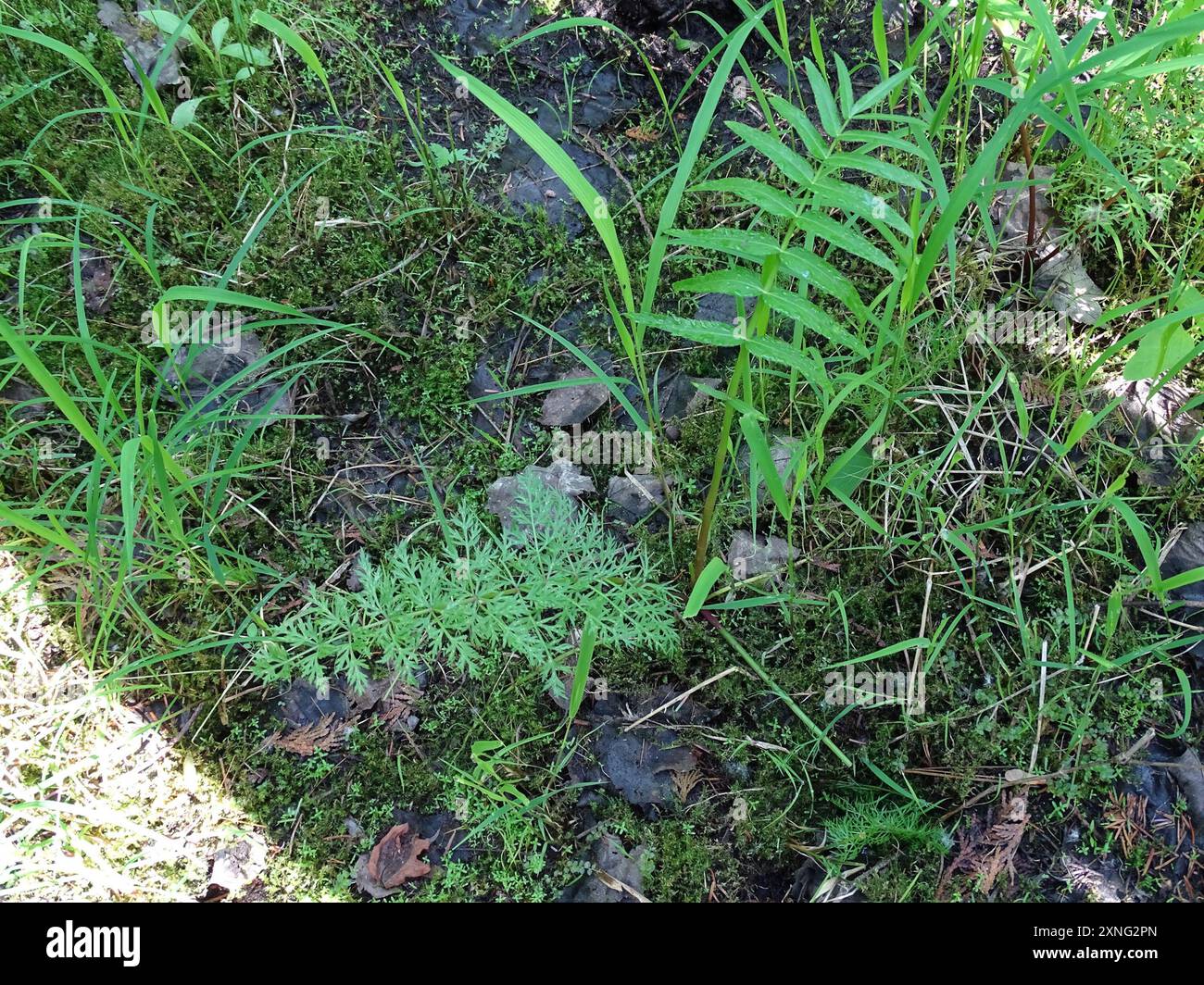water parsnip (Sium suave) Plantae Stock Photo - Alamy