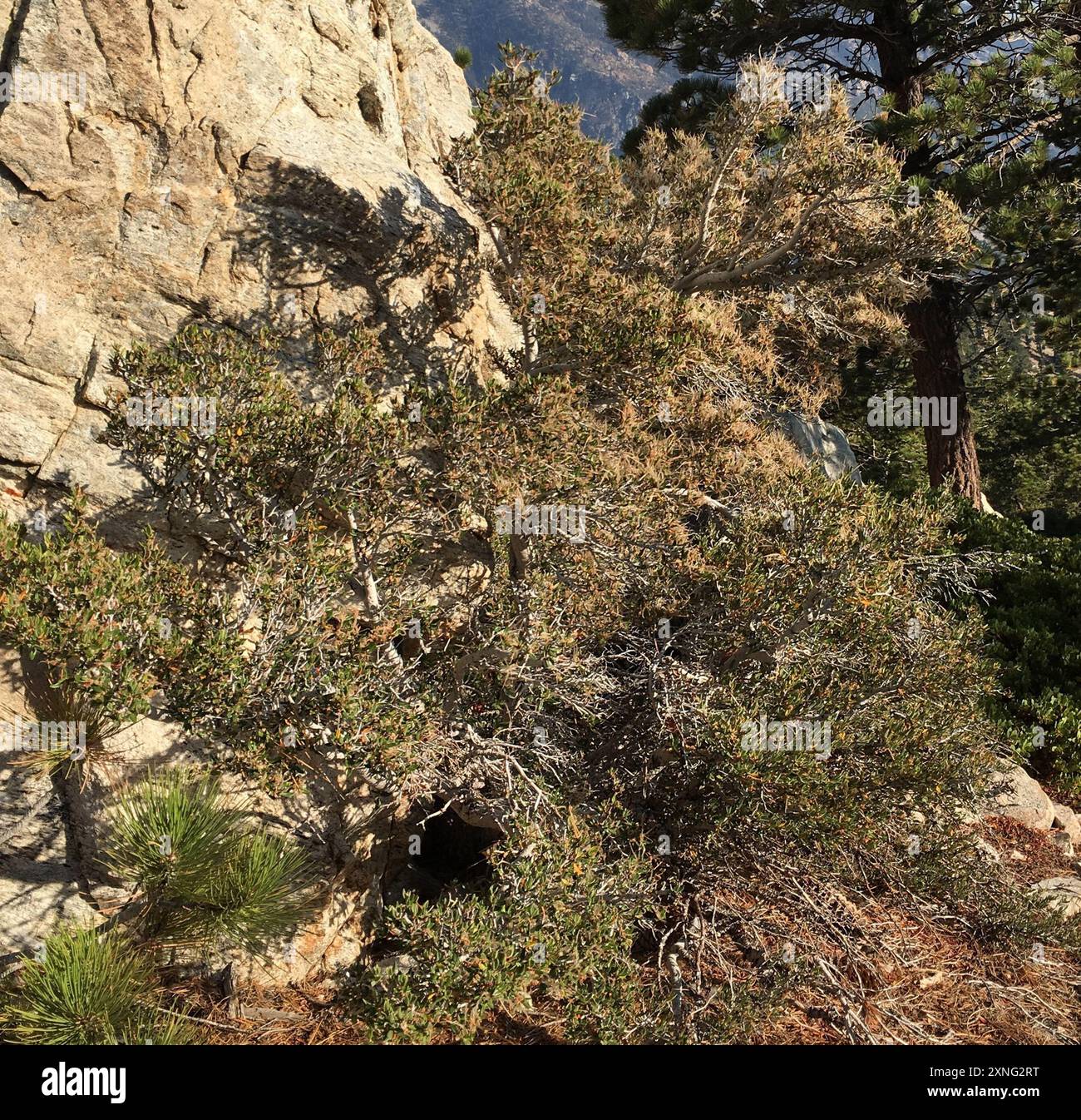 mountain mahoganies (Cercocarpus) Plantae Stock Photo - Alamy
