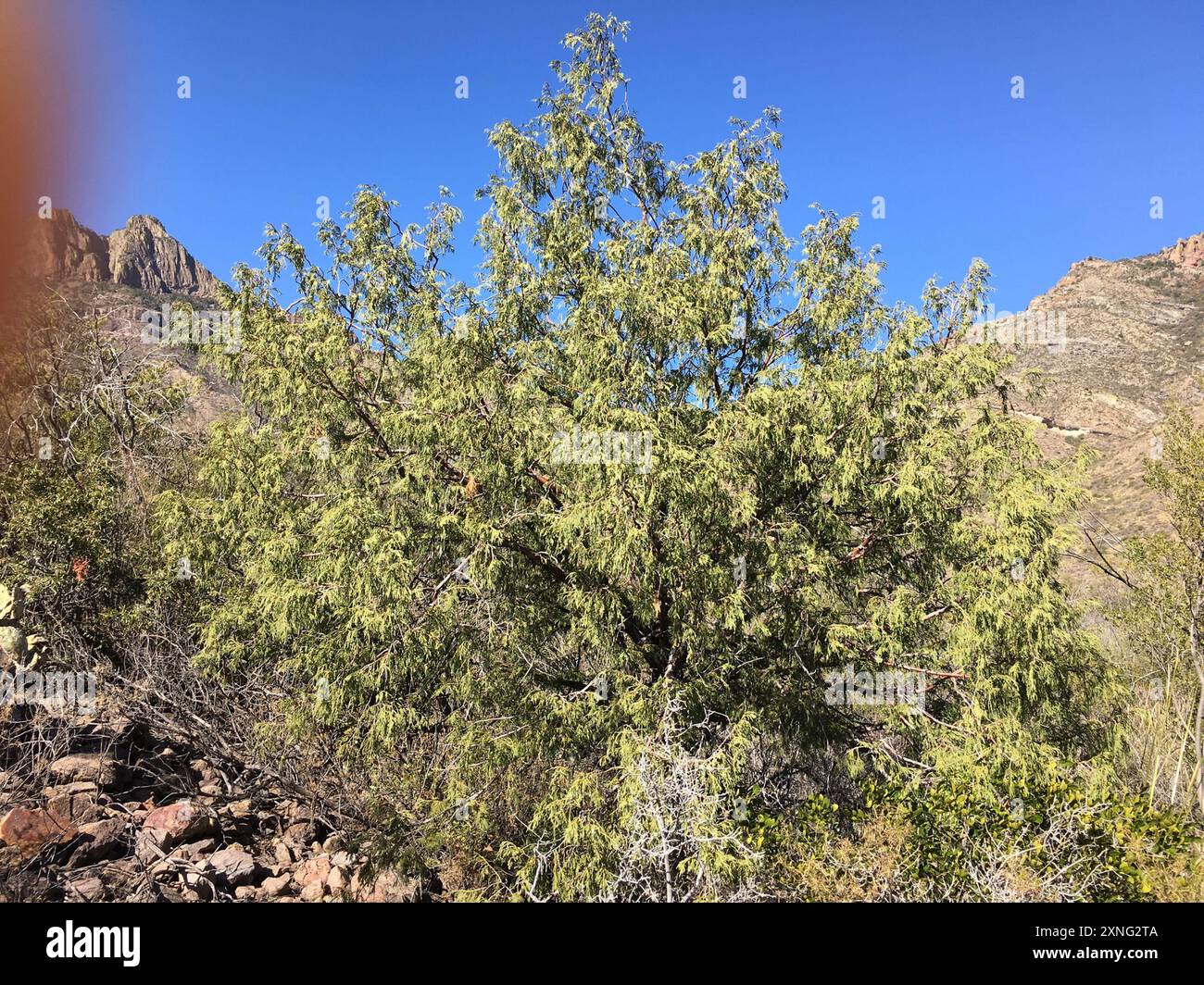 Weeping Juniper (Juniperus flaccida) Plantae Stock Photo - Alamy