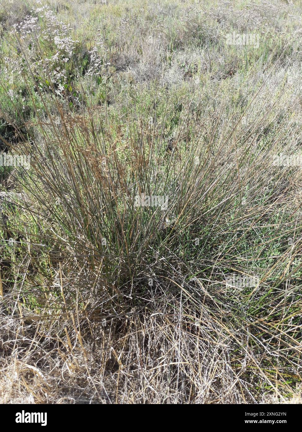Sea Rush (Juncus maritimus) Plantae Stock Photo - Alamy