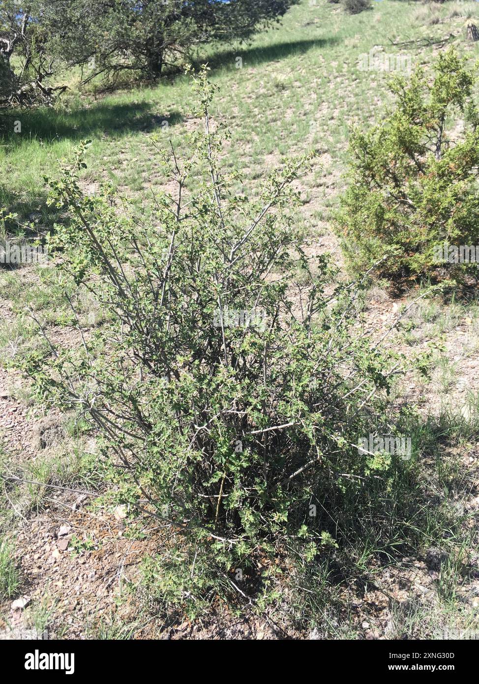 fragrant sumac (Rhus aromatica) Plantae Stock Photo - Alamy