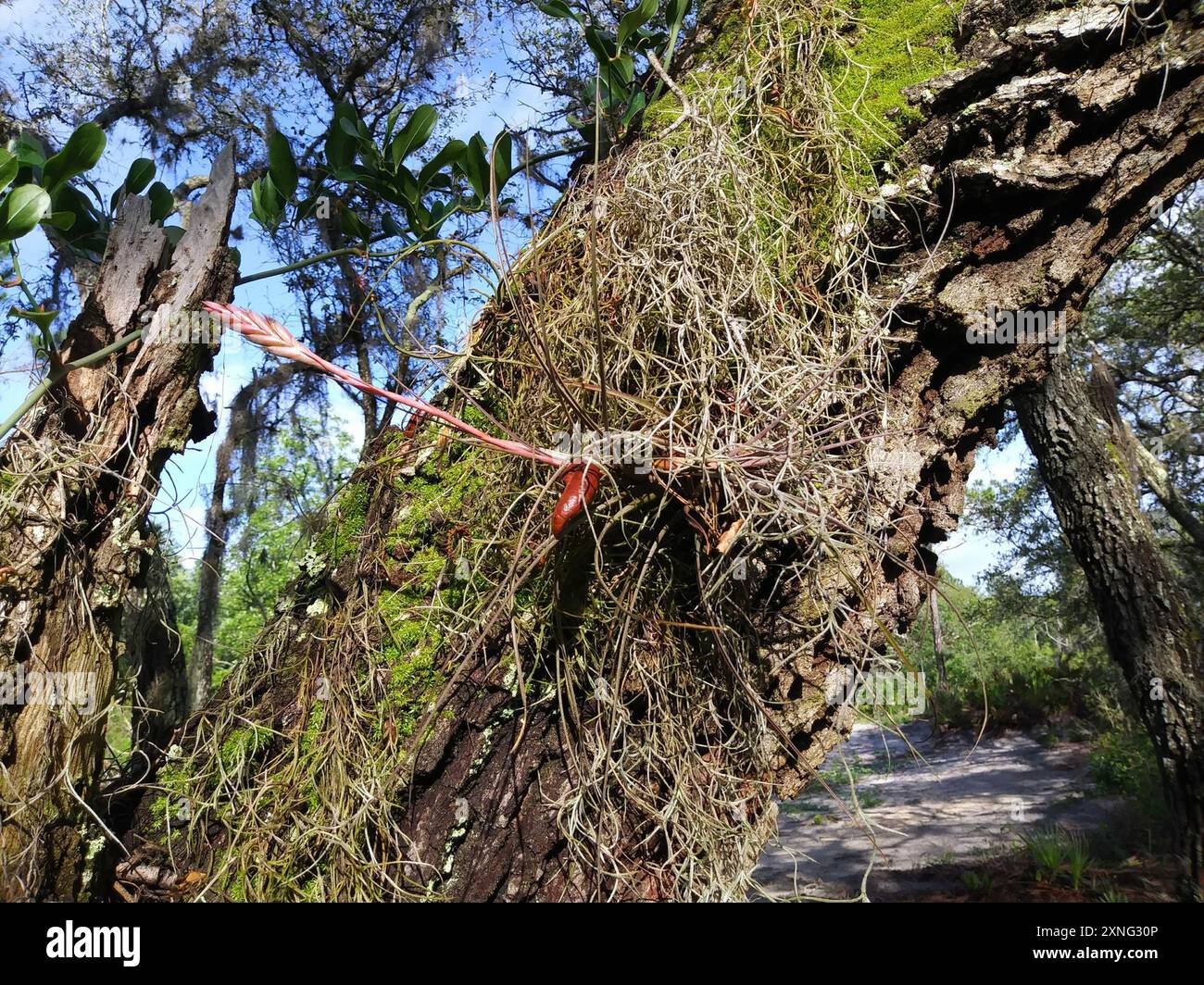 Balbis' airplant (Tillandsia balbisiana) Plantae Stock Photo - Alamy