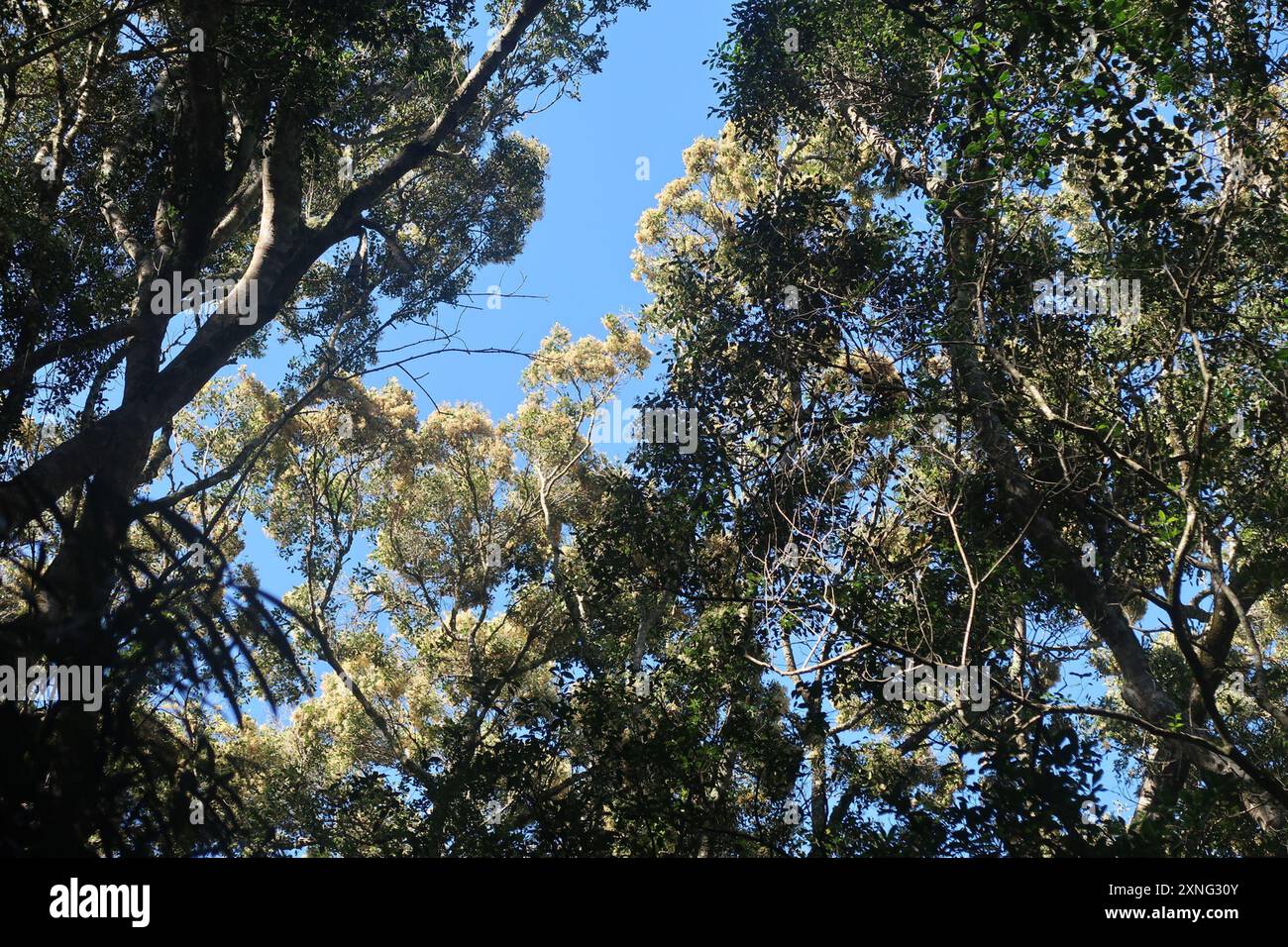 Olea capensis hi-res stock photography and images - Alamy