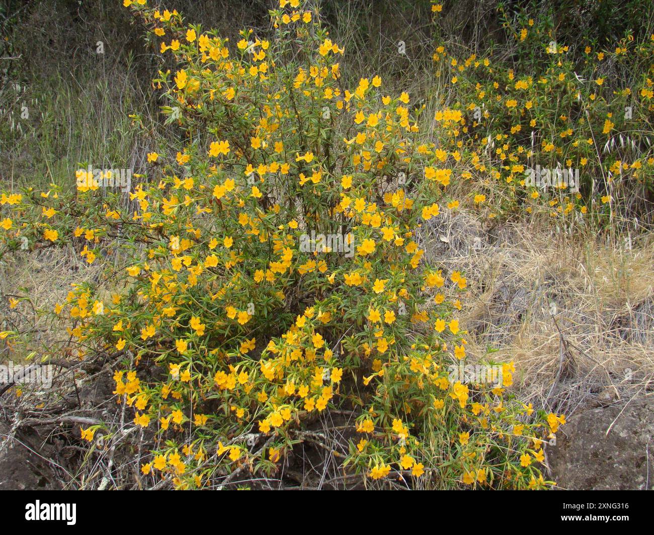 orange bush monkeyflower (Diplacus aurantiacus) Plantae Stock Photo - Alamy